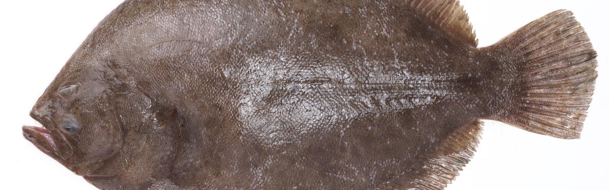 Productfiche griet | Lekker van bij ons - Horeca