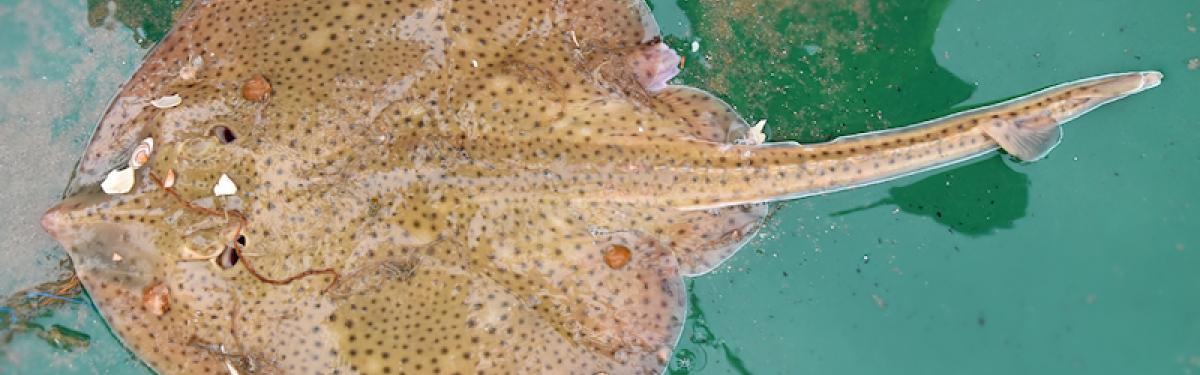 rog herkennen | Lekker van bij ons - Horeca