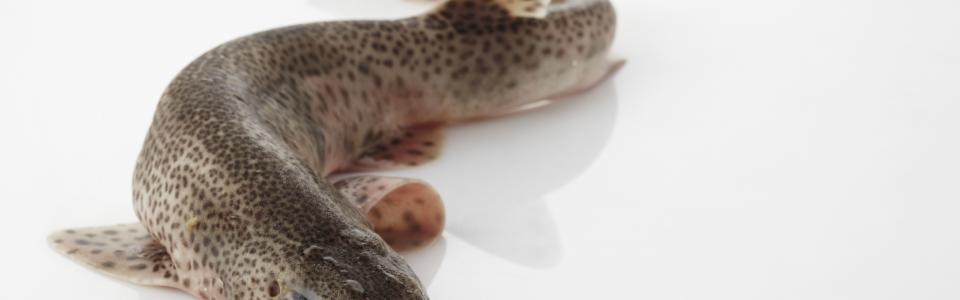 Productfiche hondshaai | Lekker van bij ons - Horeca