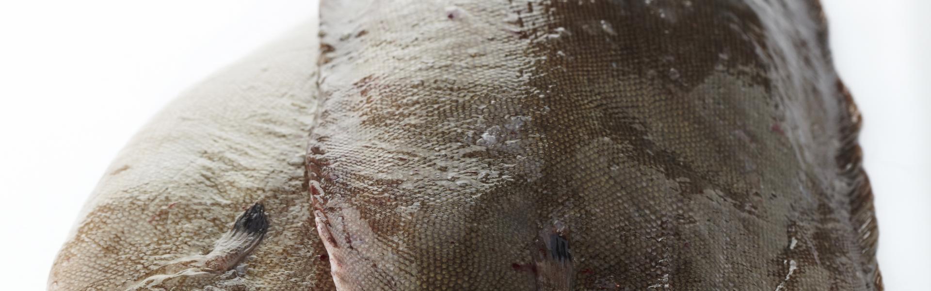 Fileren zeetong | Lekker van bij ons - Horeca